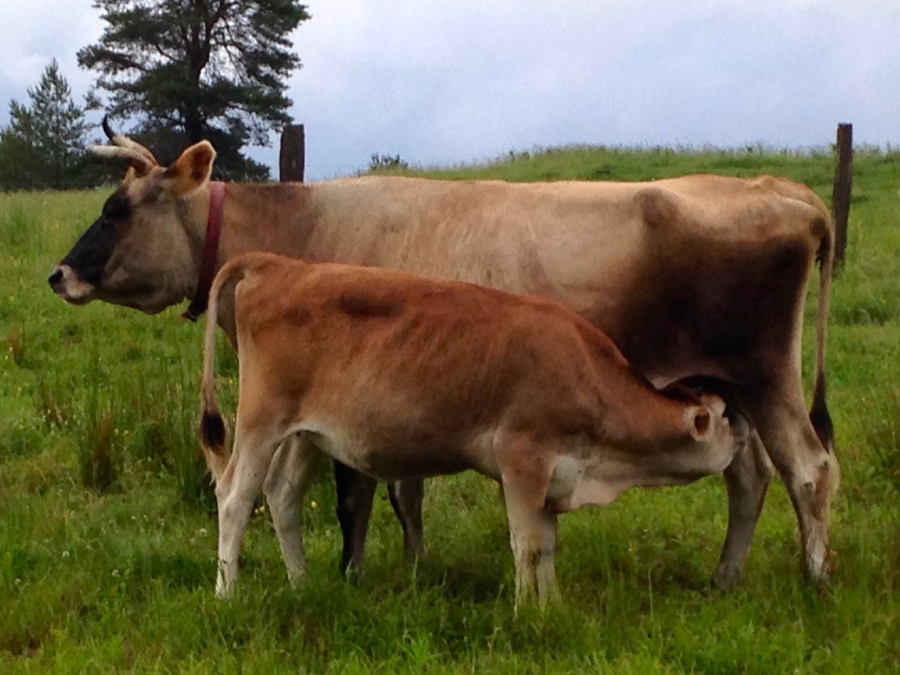 Cow Protection – ISKCON Udaipur